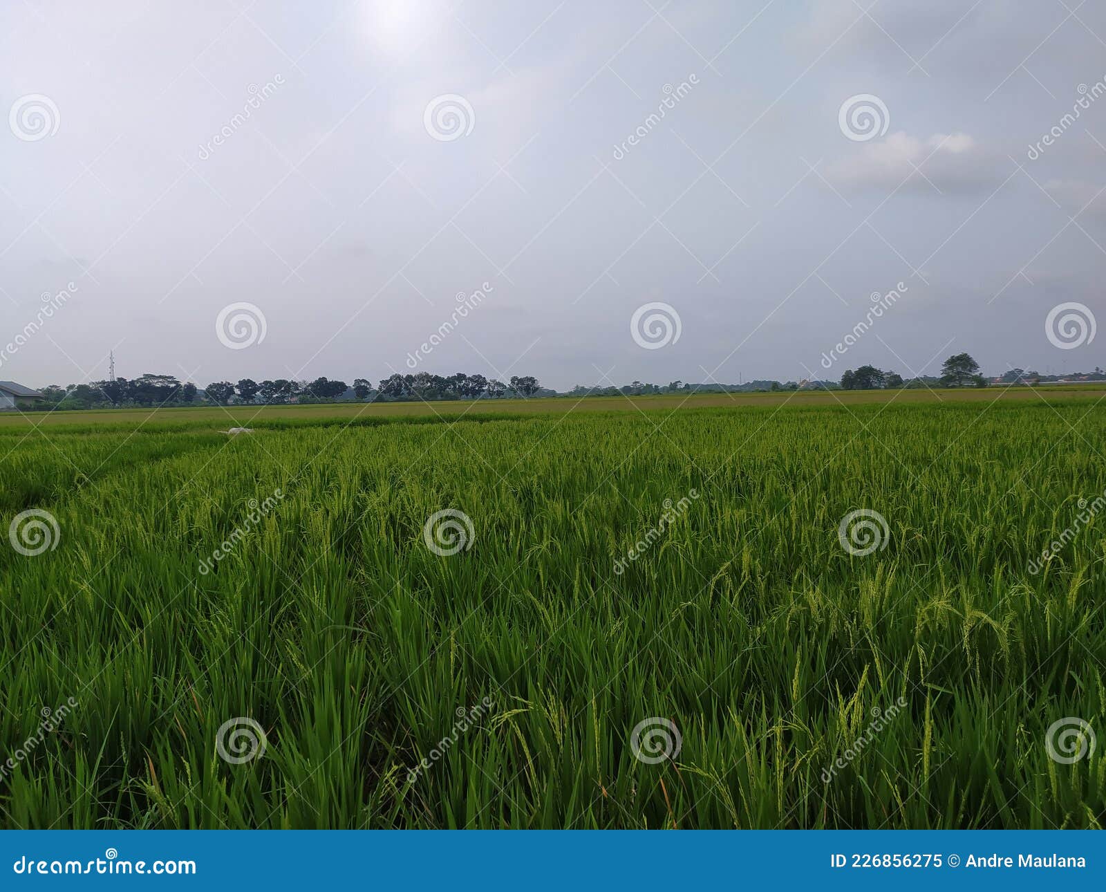 Rice Field View in the Afternoon Stock Image - Image of background ...