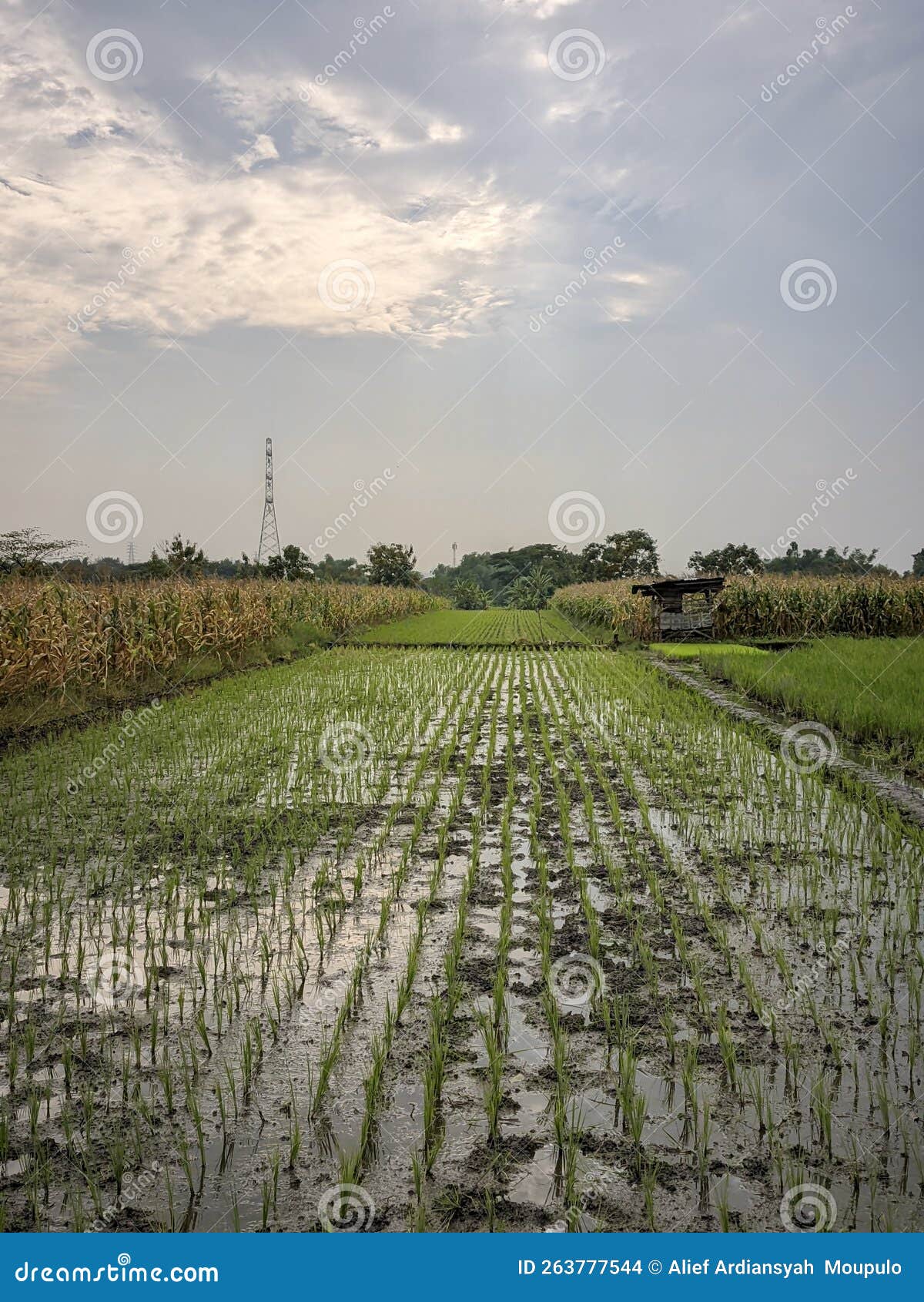 Rice Field View, Beautiful and Peaceful Evening Sky Stock Photo - Image ...