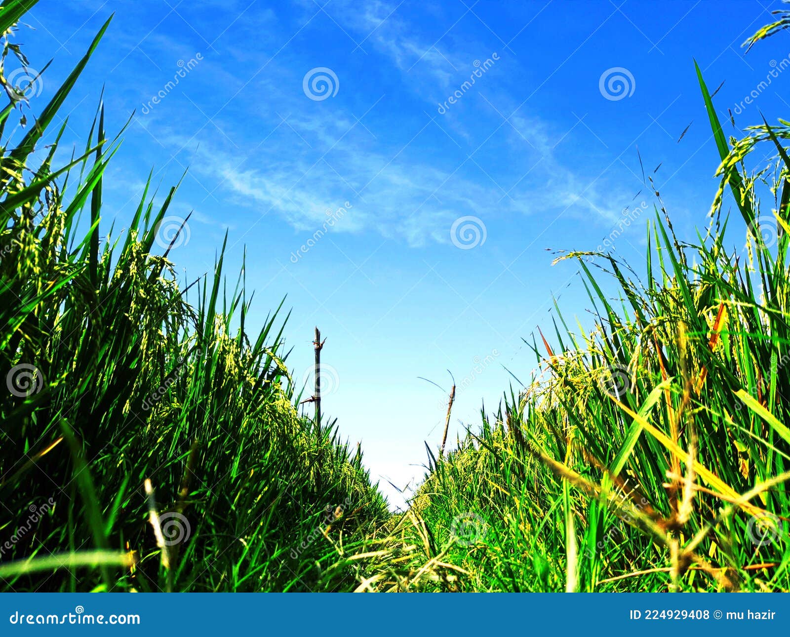 Rice Field View with Blue Sky Stock Photo - Image of rice, view: 224929408