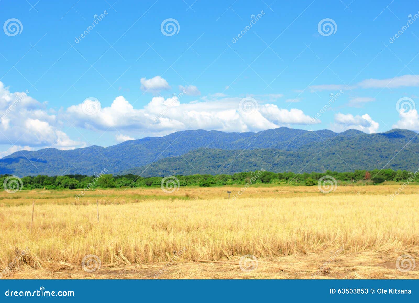 Rice field view stock image. Image of view, field, rice - 63503853