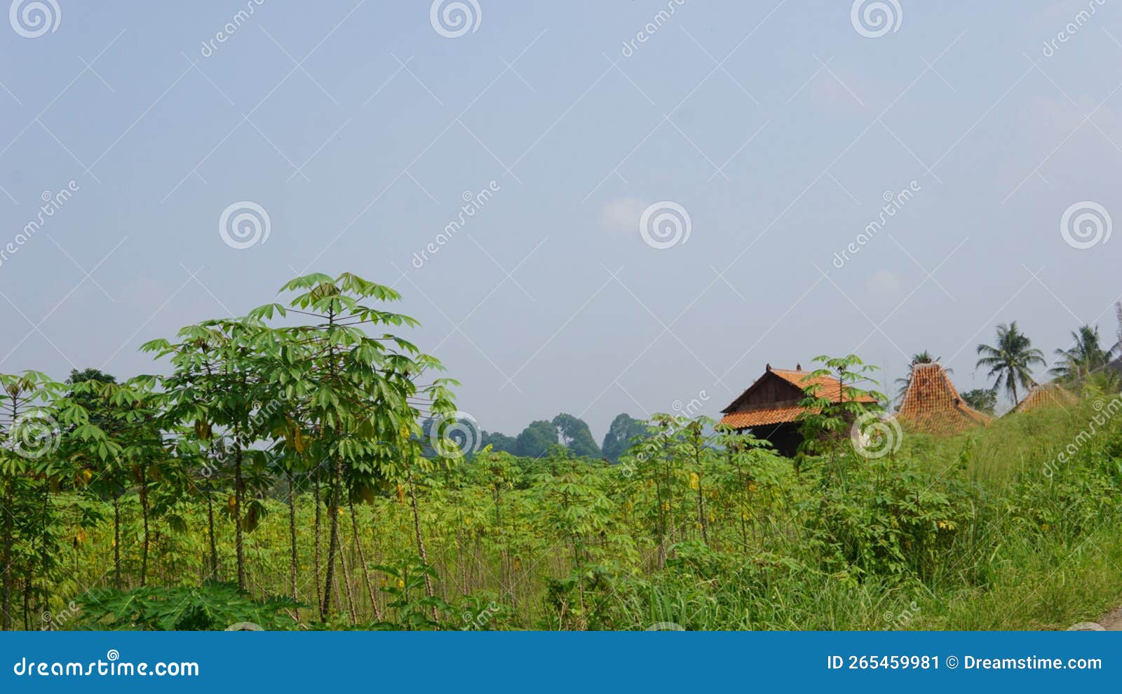 Rice Field View from Indonesian Greening Tradisional Stock Image ...