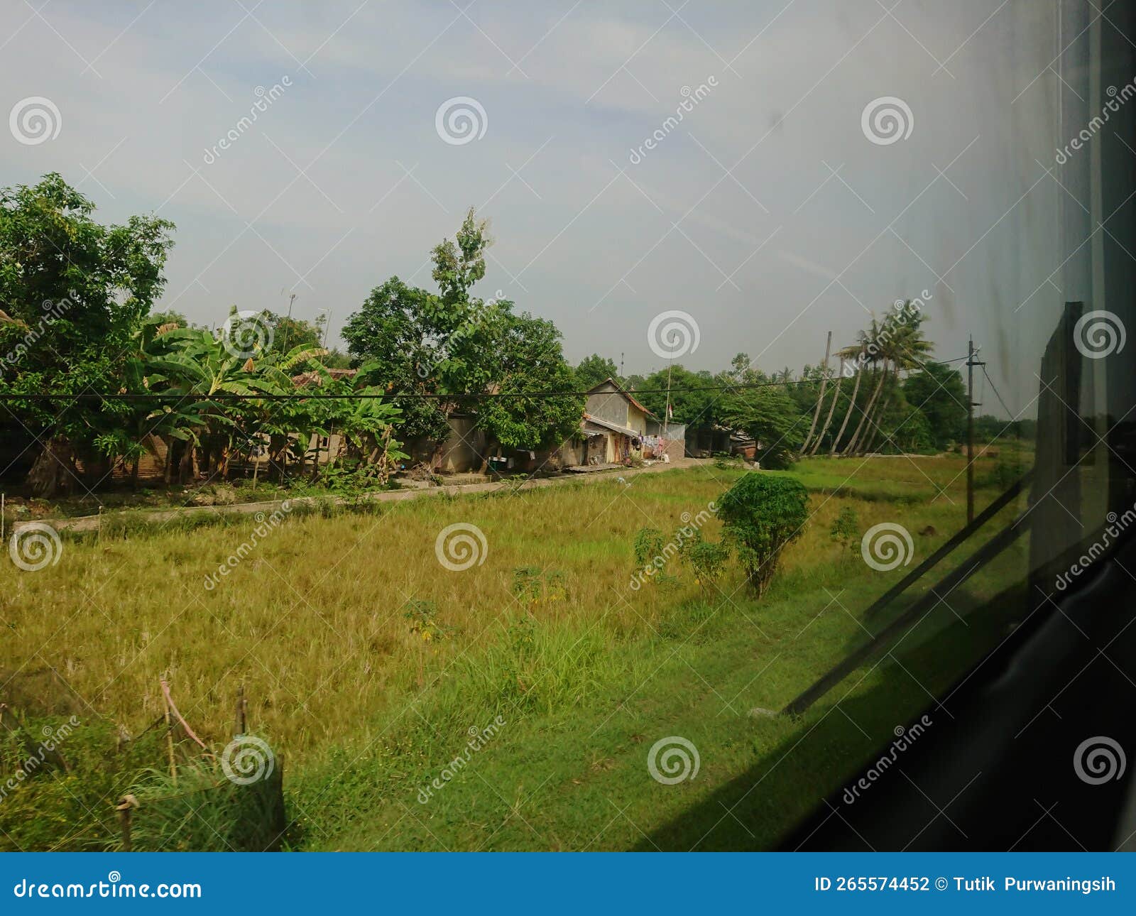 Photo of Rice Field, View from Train Stock Photo - Image of village ...