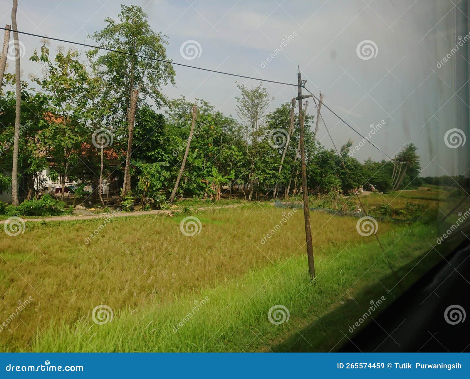 Photo of Rice Field, View from Train Stock Image - Image of video, film ...