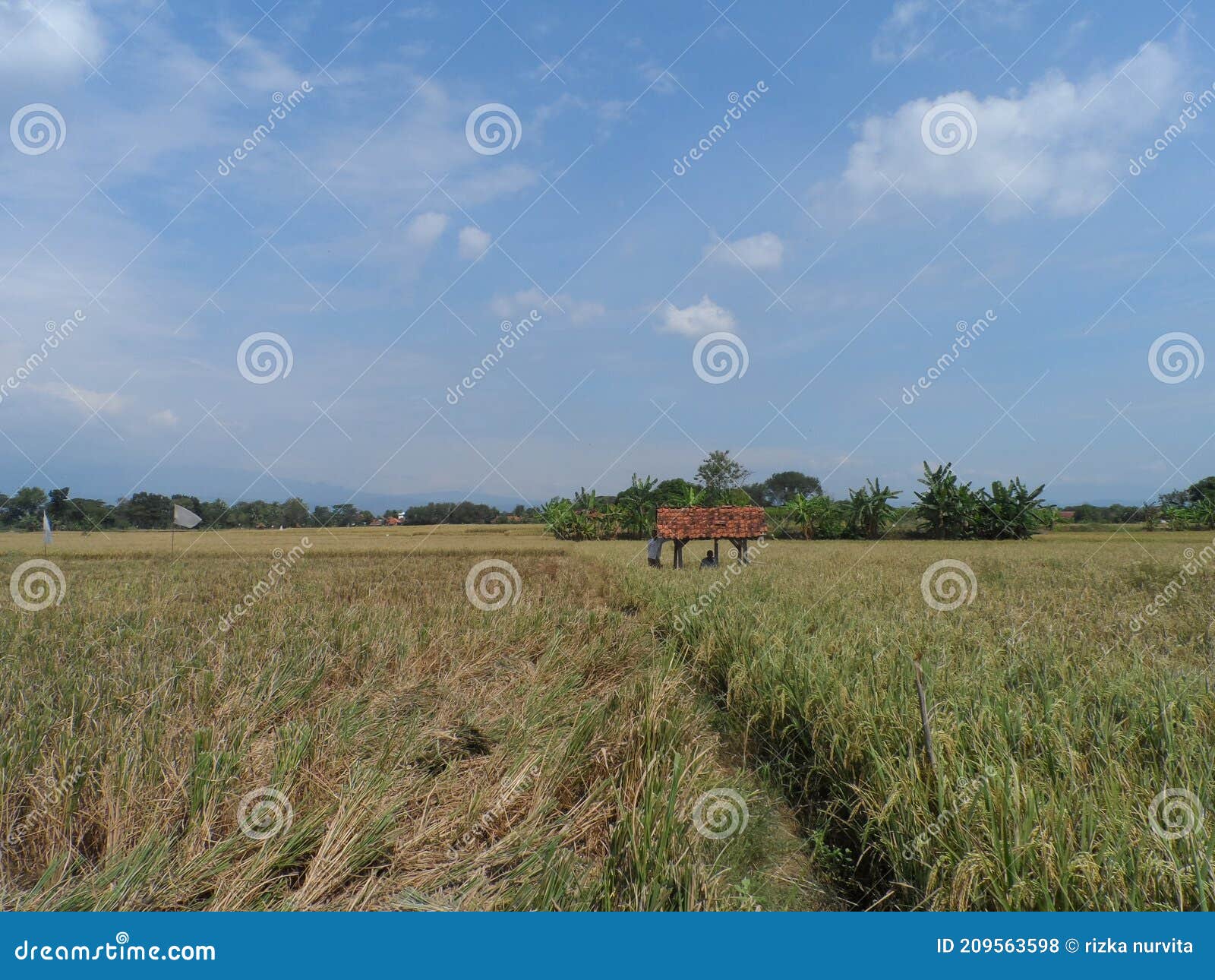 Rice Field View Majalengka, West Java Stock Photo - Image of steppe ...