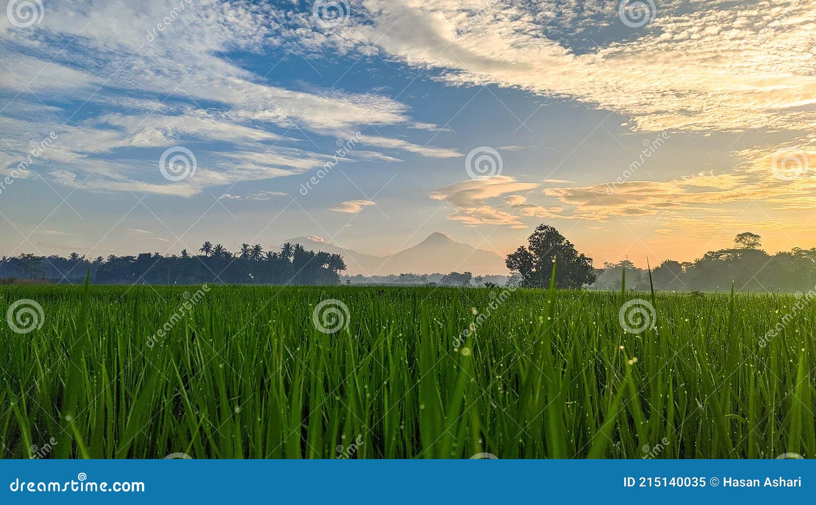 Rice Field View with Mountain As the Background when the Sun Rises ...