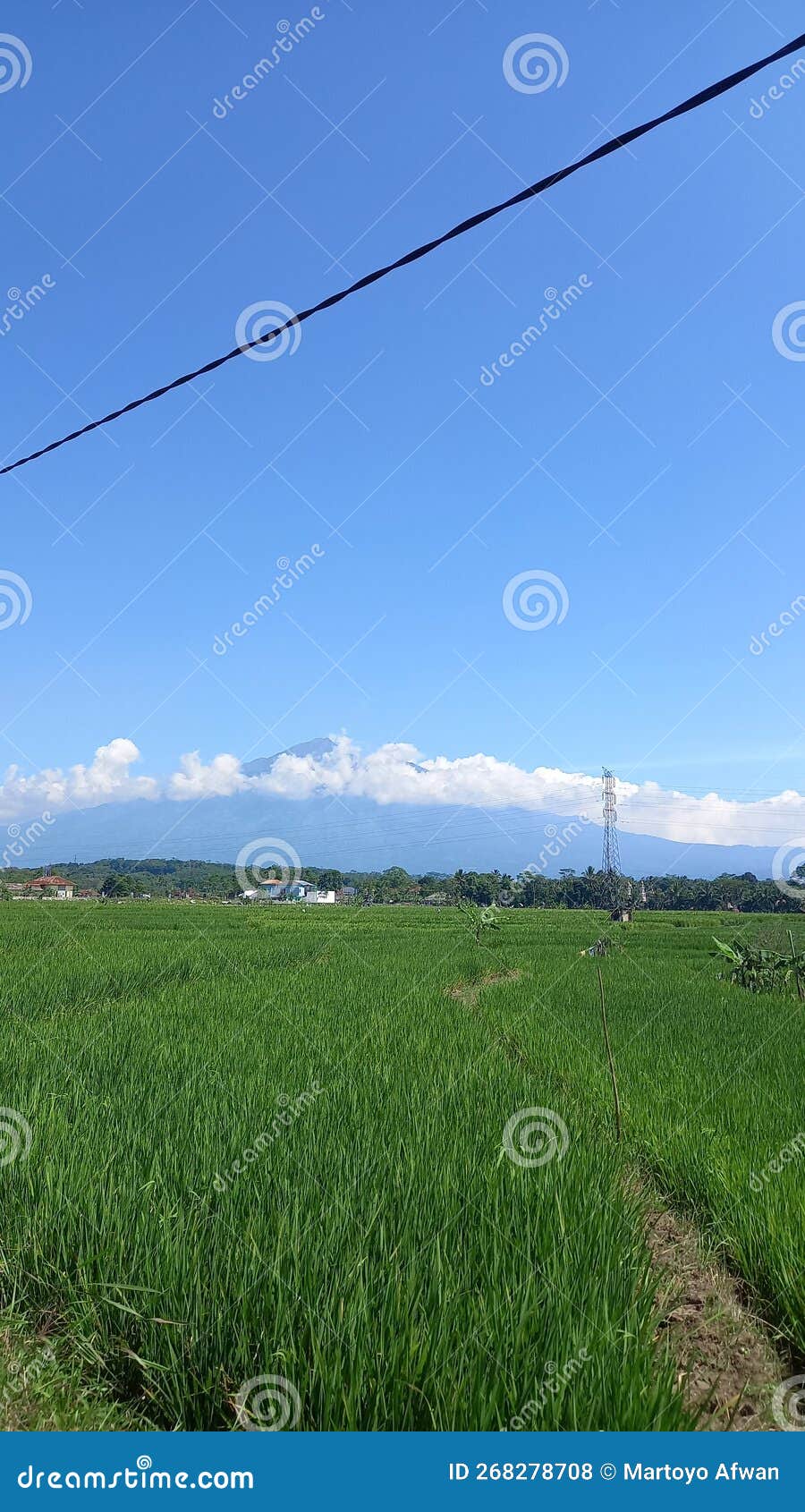 Rice field view stock photo. Image of view, field, agriculture - 268278708