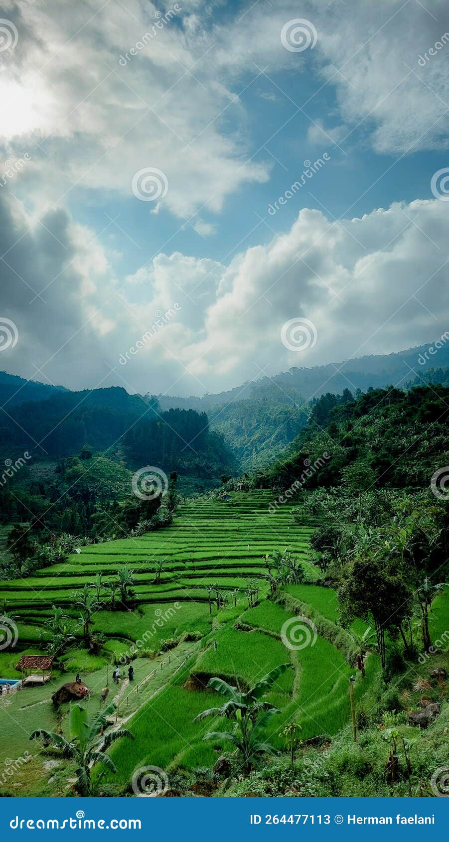 Rice Field View Natural Potrait Stock Image - Image of green, natural ...