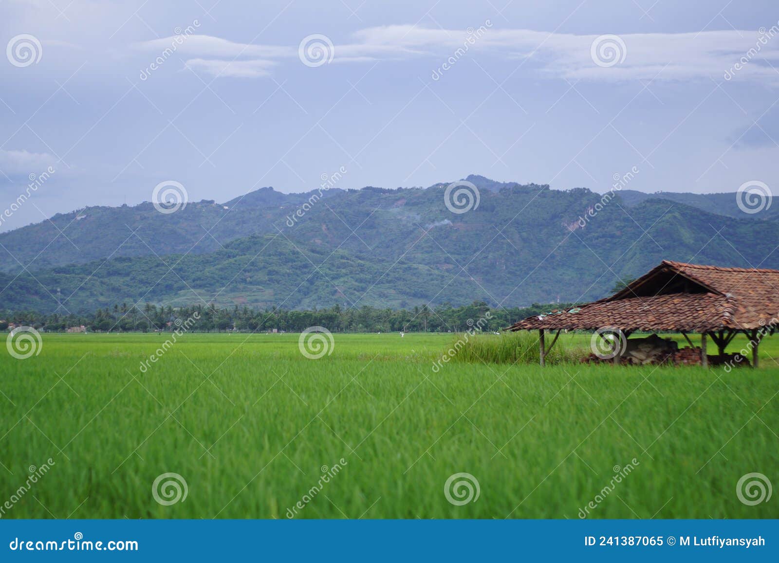 Rice field view stock image. Image of view, field, mountain - 241387065