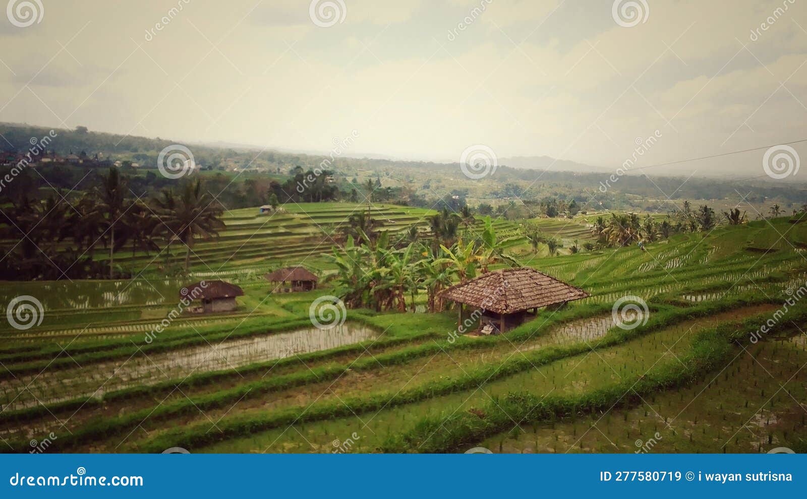 Rice field view stock image. Image of green, garden - 277580719