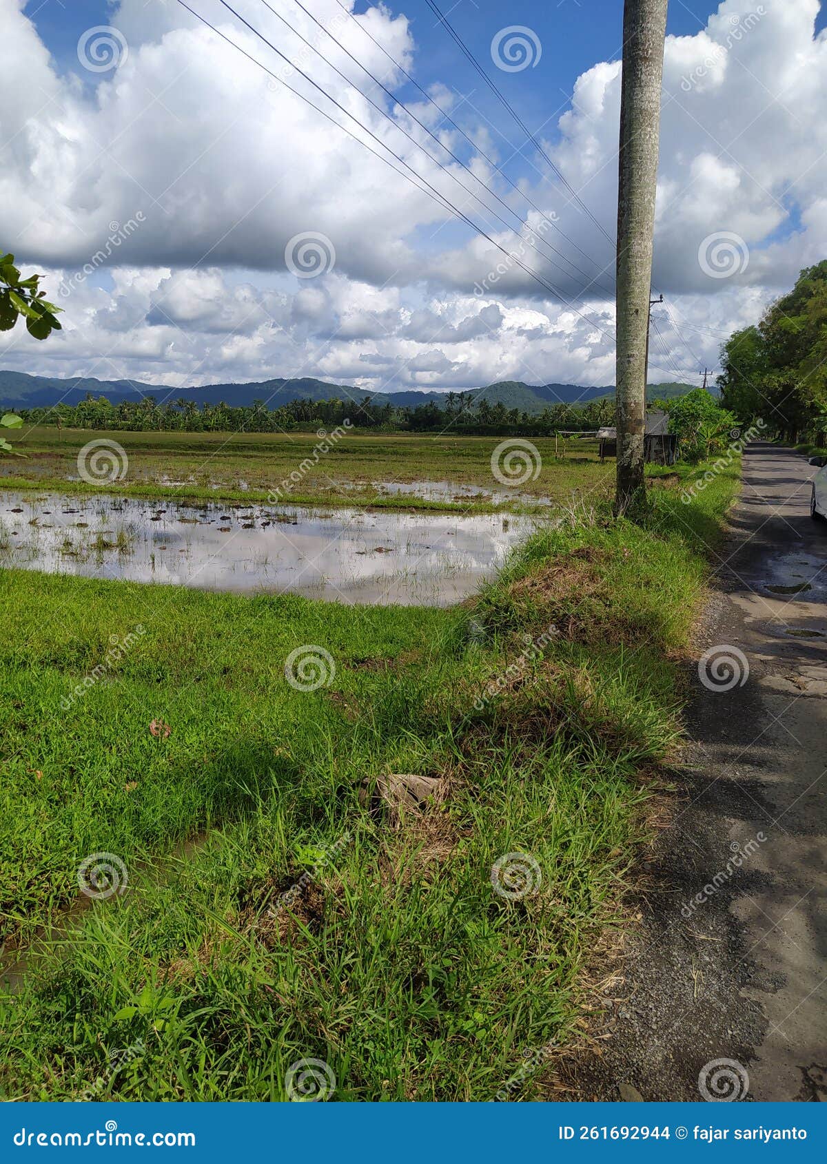 Rice Field View in Road Village Stock Photo - Image of view, village ...