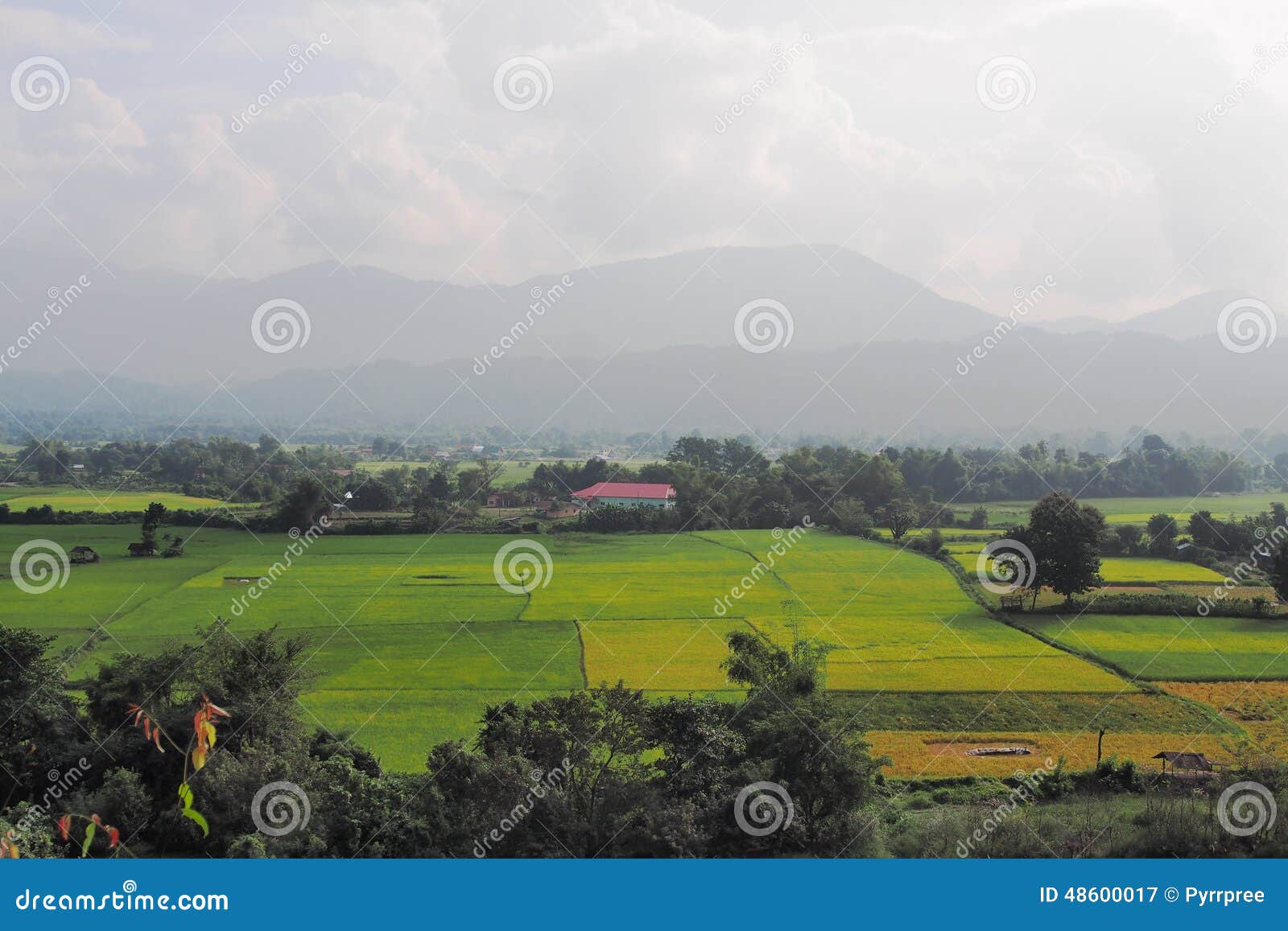 Rice Field View from the Top of the Mountain. Laos Stock Image - Image ...
