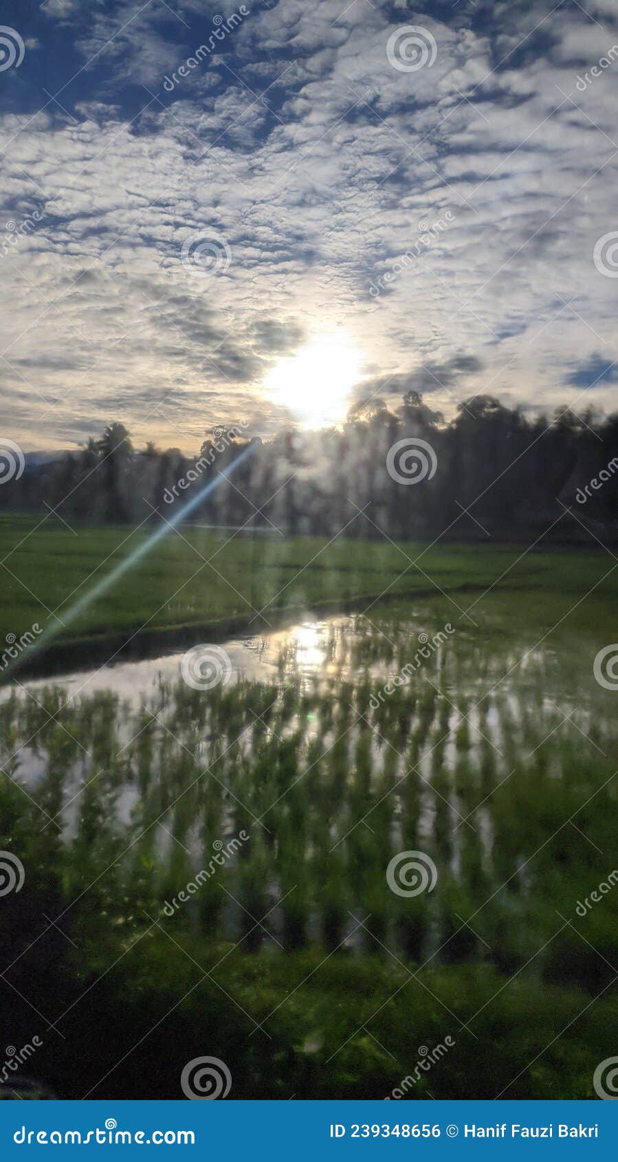 Rice Field View from train stock photo. Image of train - 239348656