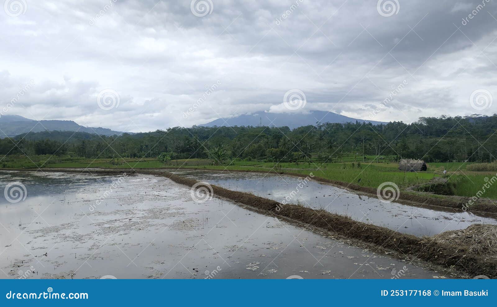 View of watery rice fields stock photo. Image of marsh - 253177168
