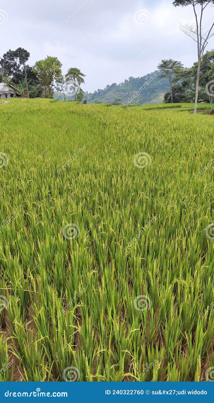 Rice field in the village stock photo. Image of meadow - 240322760