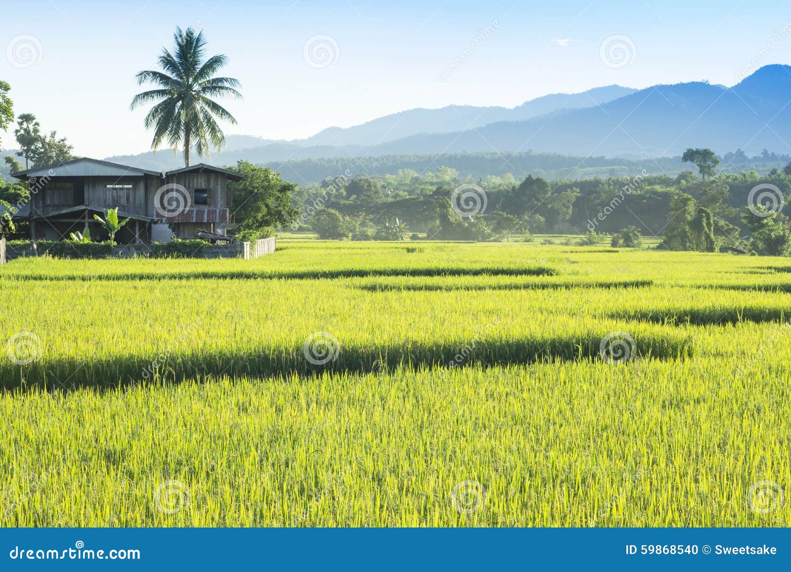 Rice field and the village stock photo. Image of irrigation - 59868540