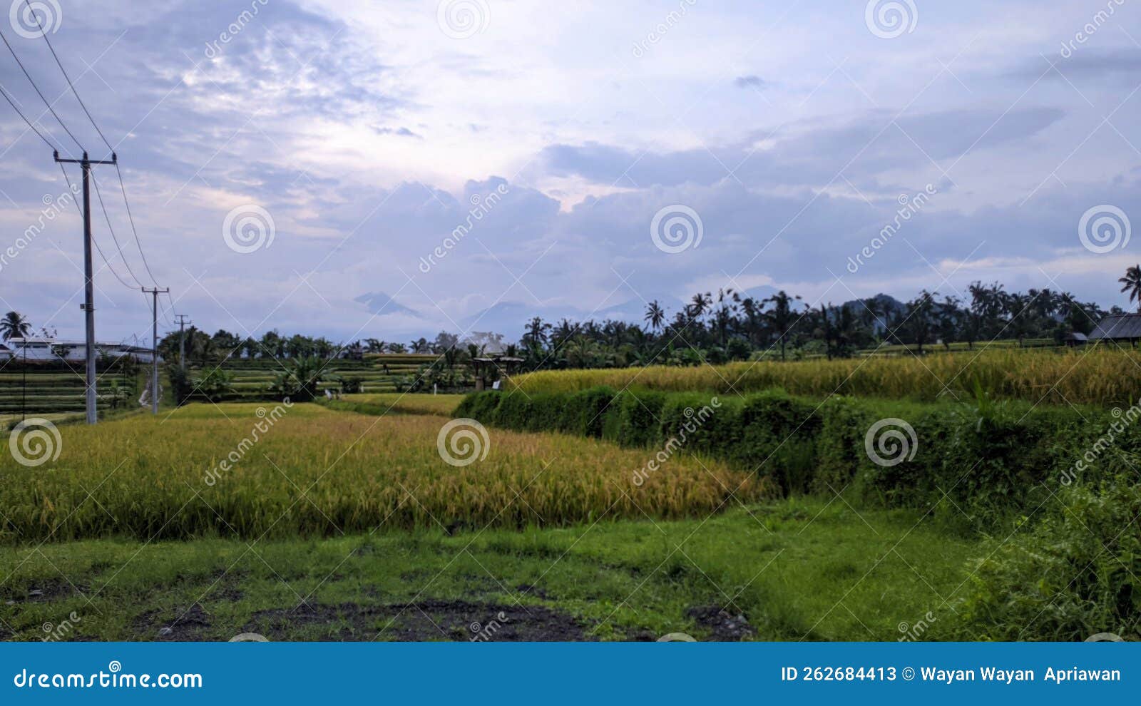 Rice Field Village Ricefield Stock Image - Image of view, vacation ...