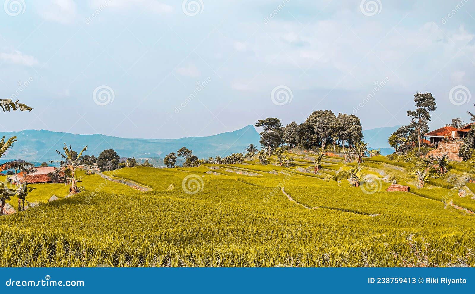 Rice Field Waiting for Harvest Stock Image - Image of farm, horizon ...