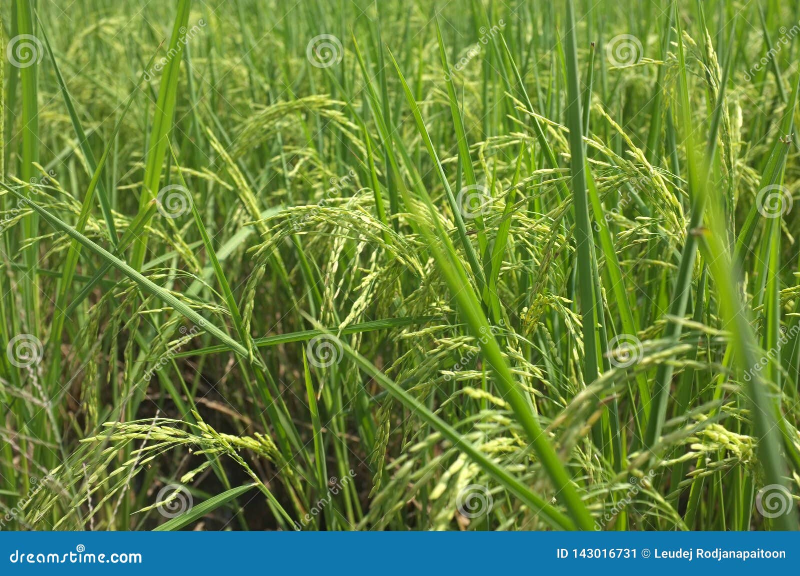 Rice in the Field Waiting for Harvest Stock Image - Image of ...