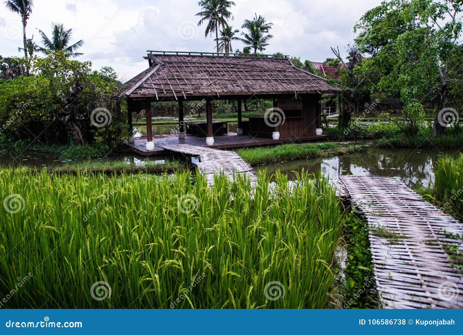 Rice field and pavilion stock photo. Image of field - 106586738