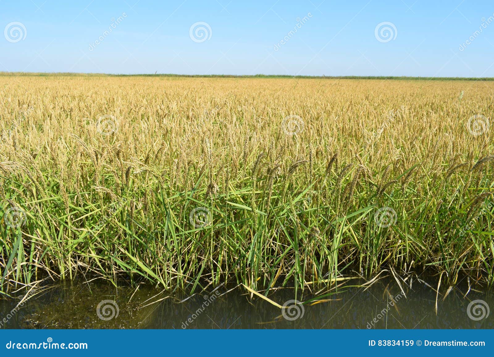 Rice field stock image. Image of water, harvest, fish - 83834159