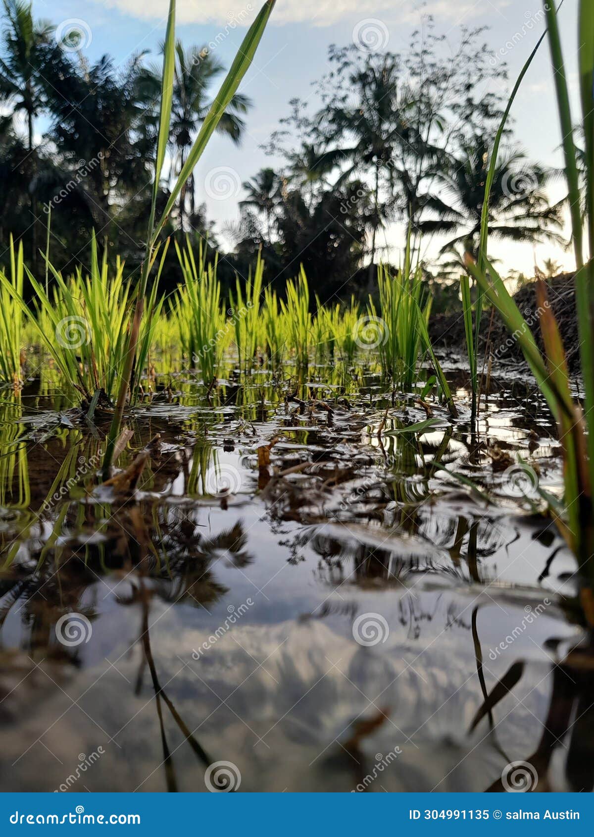 Rice field and water stock image. Image of field, plant - 304991135