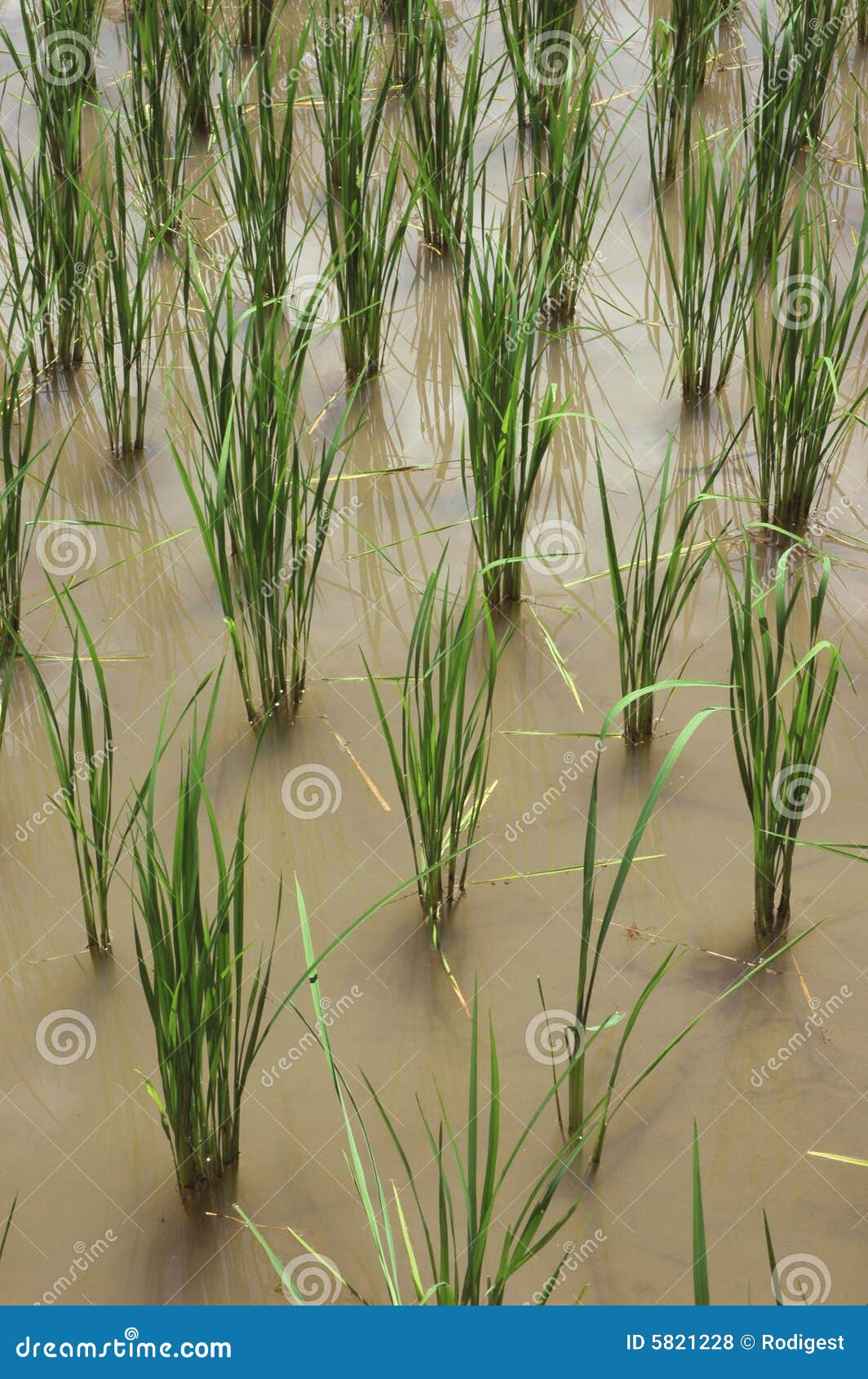 Rice Field Water Flood Paddy Seedling Stock Photo - Image of farm ...