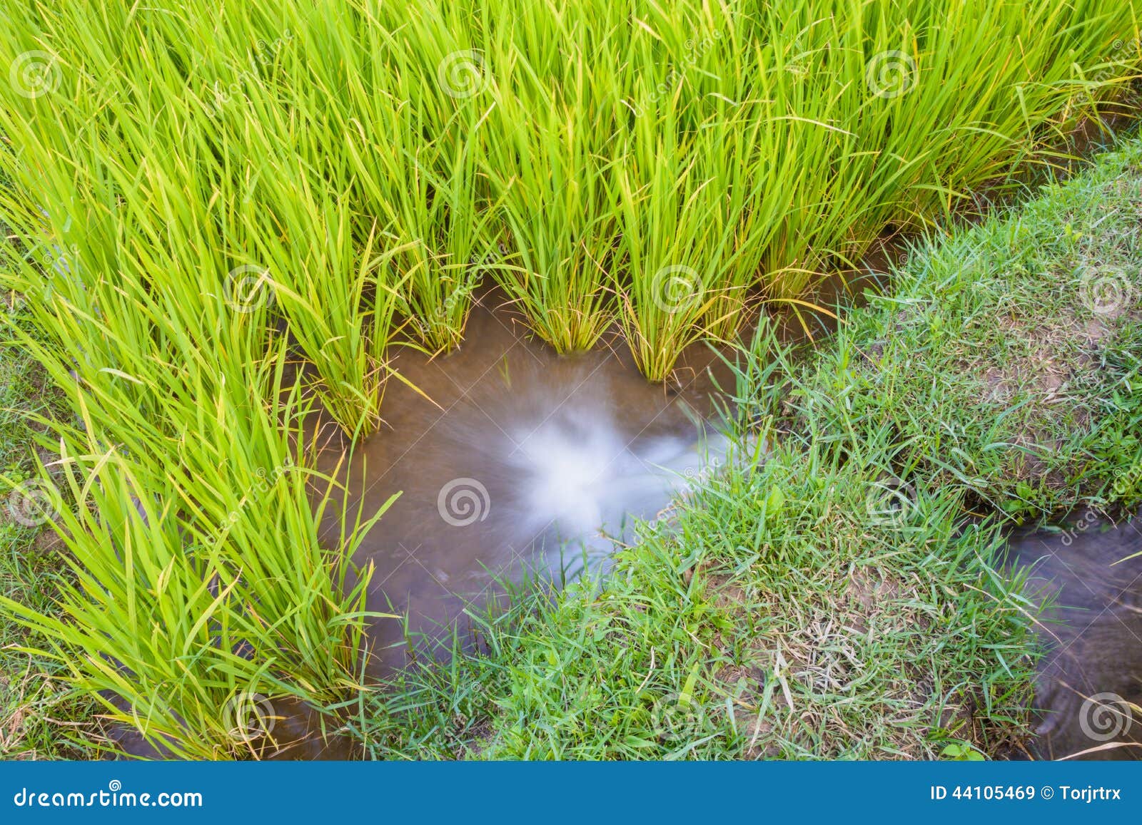 Rice field stock image. Image of paddy, farm, field, farming - 44105469