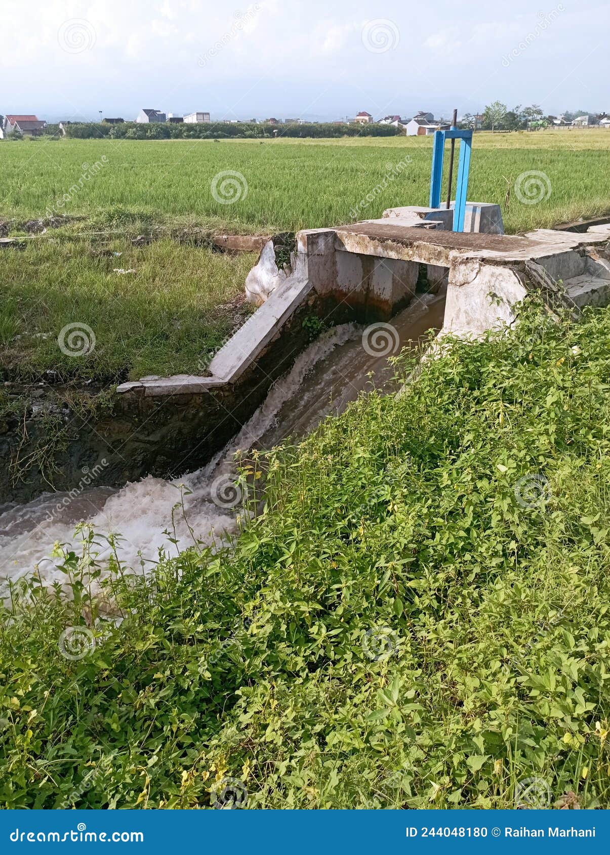 Rice Field and Water Flow from the River Stock Photo - Image of flow ...