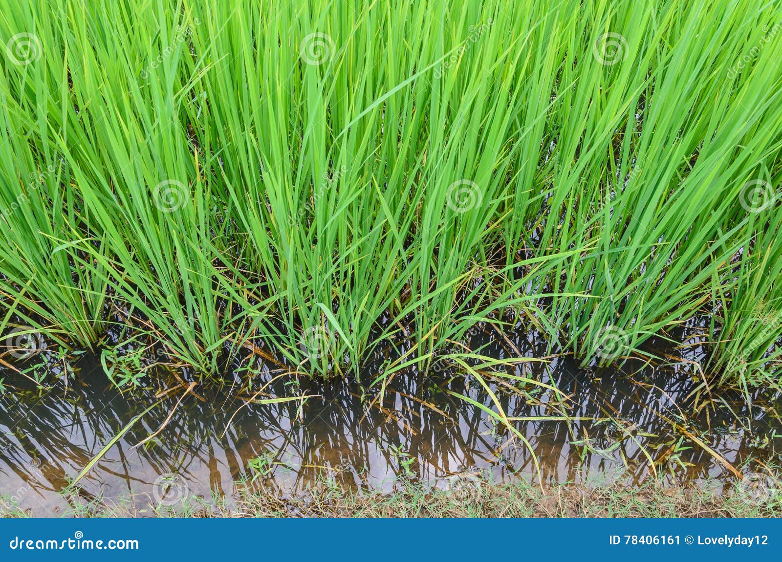 Rice field and water stock image. Image of environment - 78406161