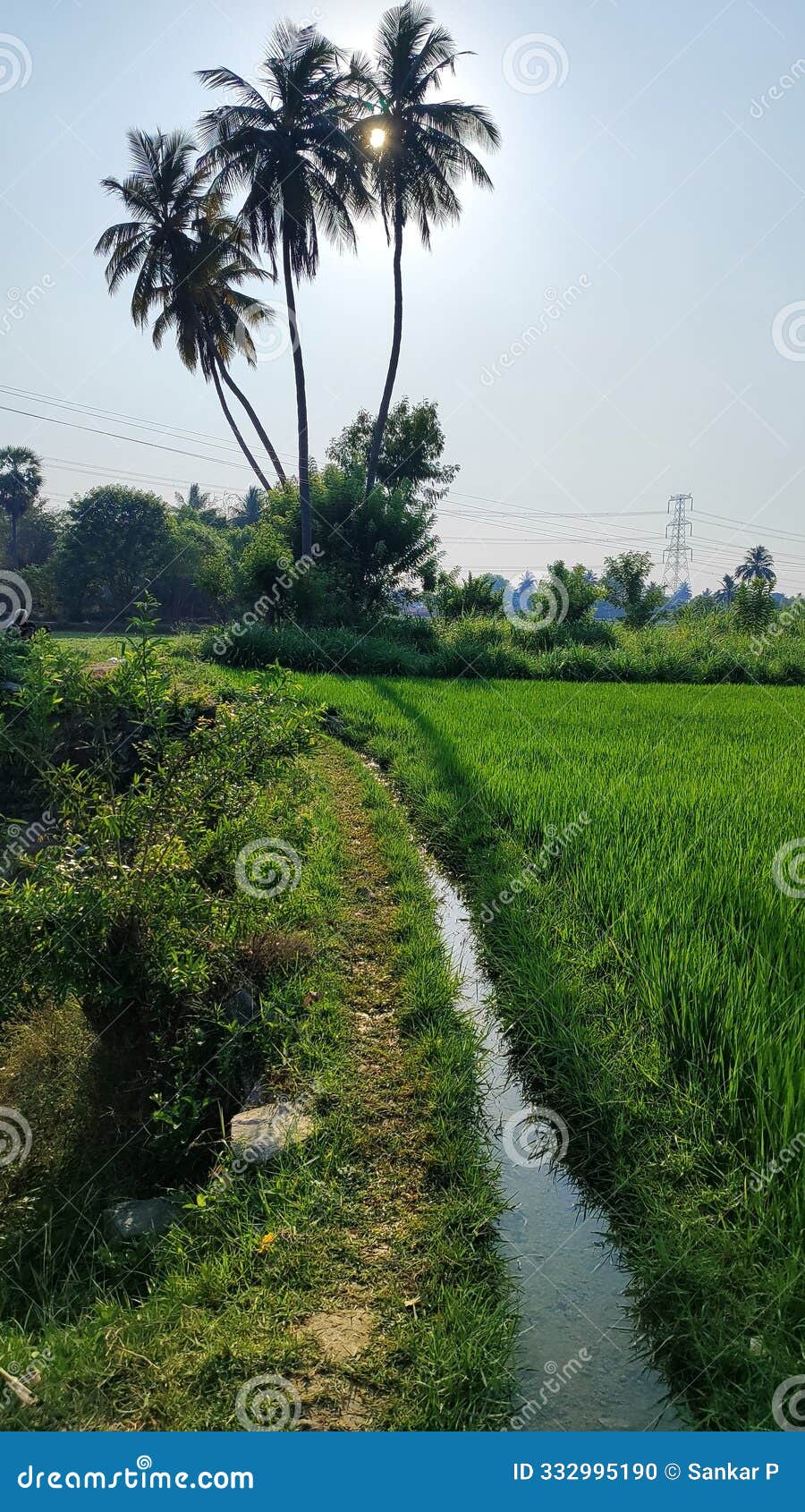 Rice Field Water Irrigation with Flow Method Stock Photo - Image of ...