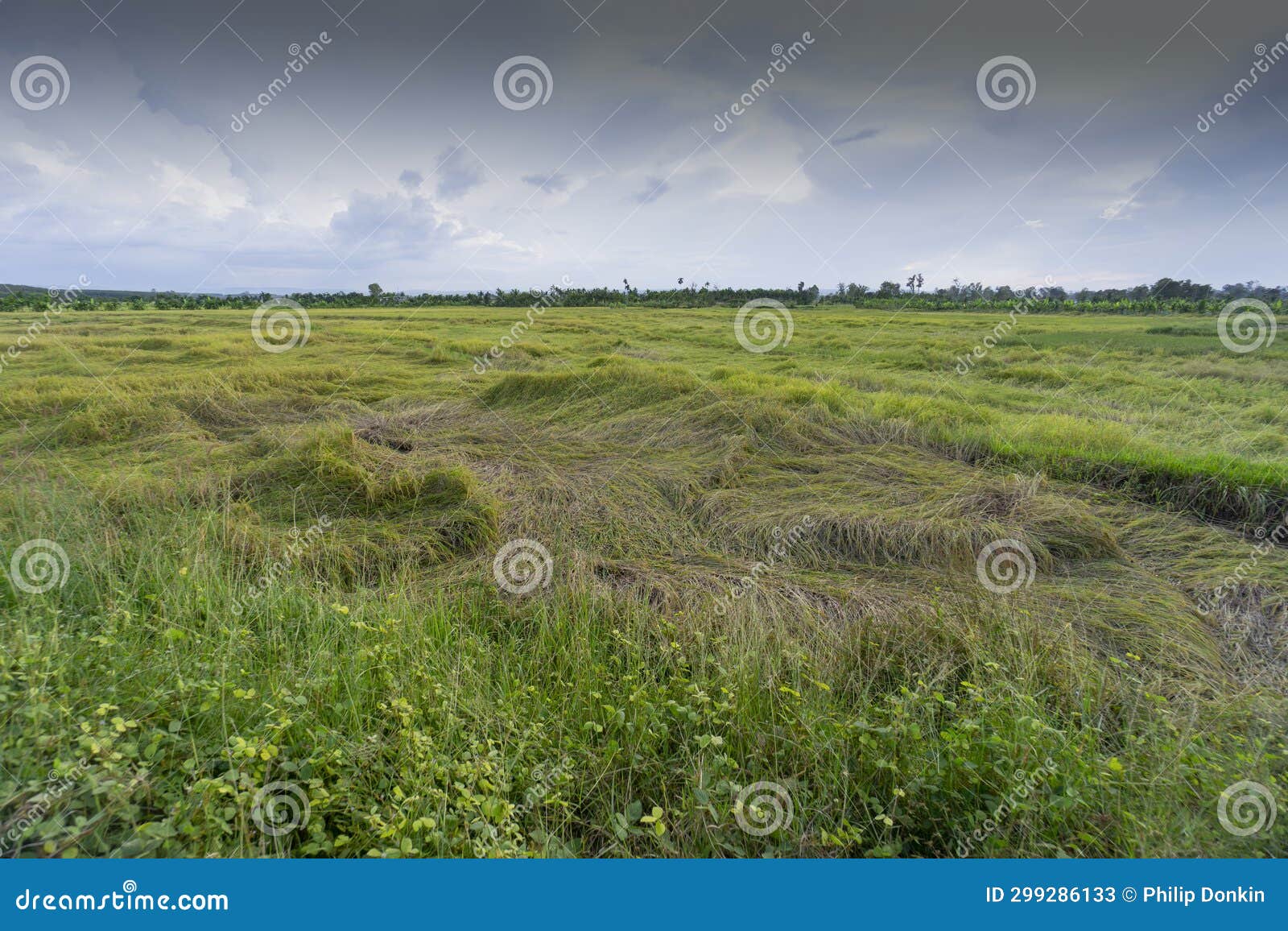 Rice Field Weather Patterns and Growing Cycle through Seasons Asia ...