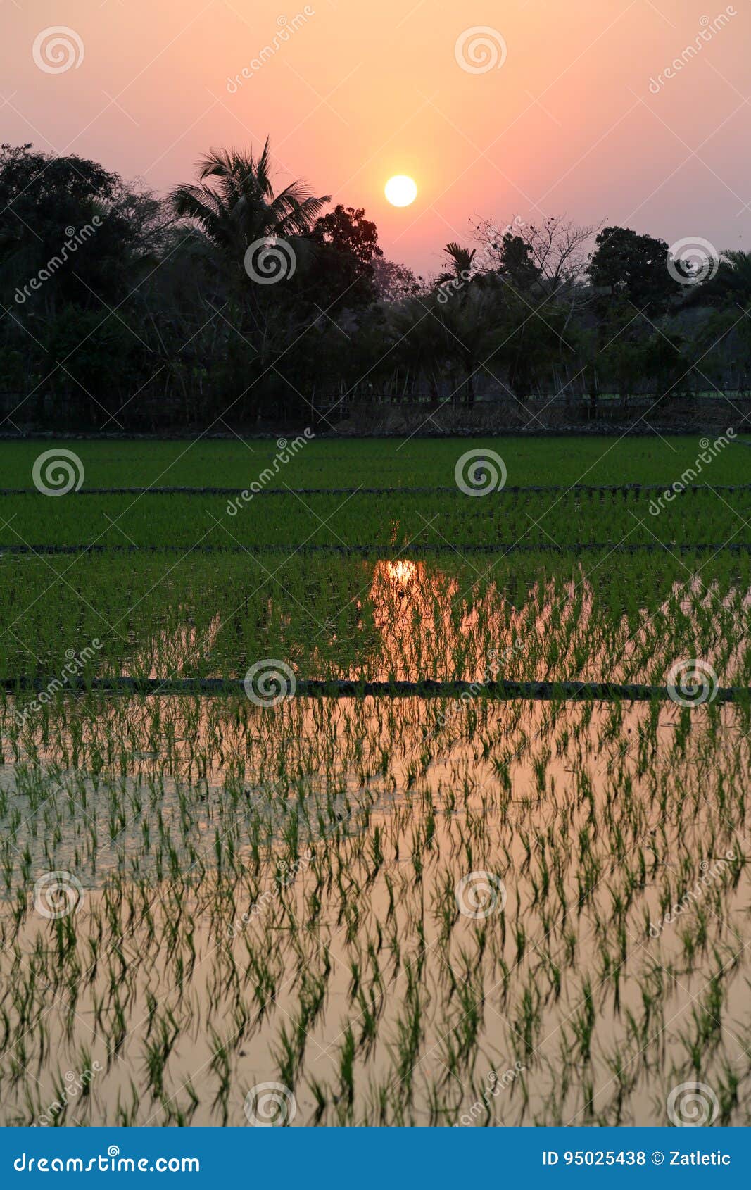 Rice field in West Bengal stock photo. Image of india - 95025438
