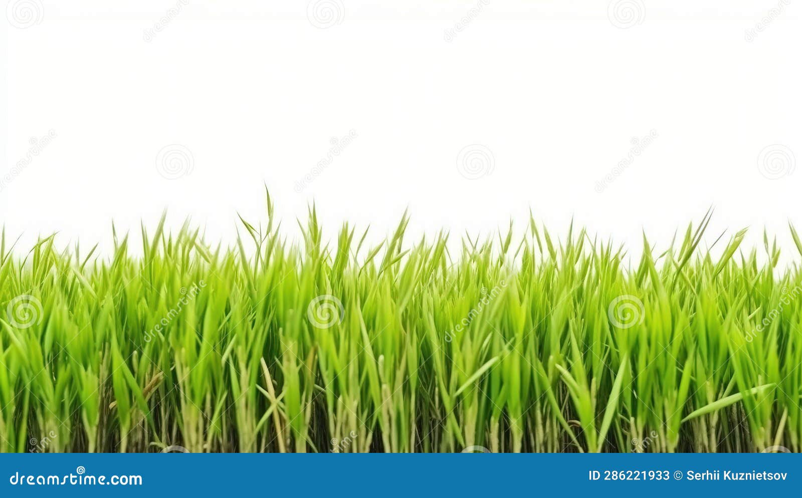 Rice Field on a White Background, Isolate, Natural Product. AI ...