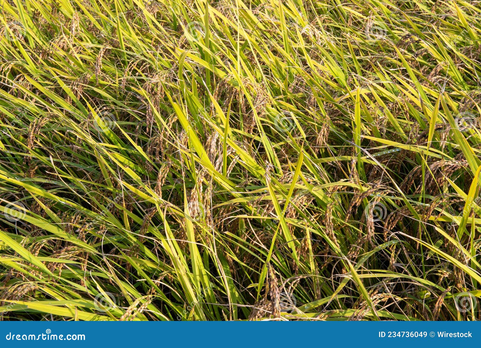 Rice field in the wind stock image. Image of blossom - 234736049