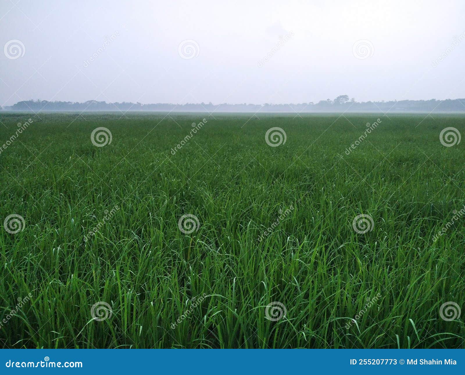 Rice field in winter stock image. Image of green, plant - 255207773