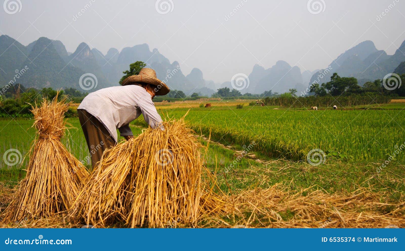 Rice Field Work China stock photo. Image of ethnic, countrywomen - 6535374
