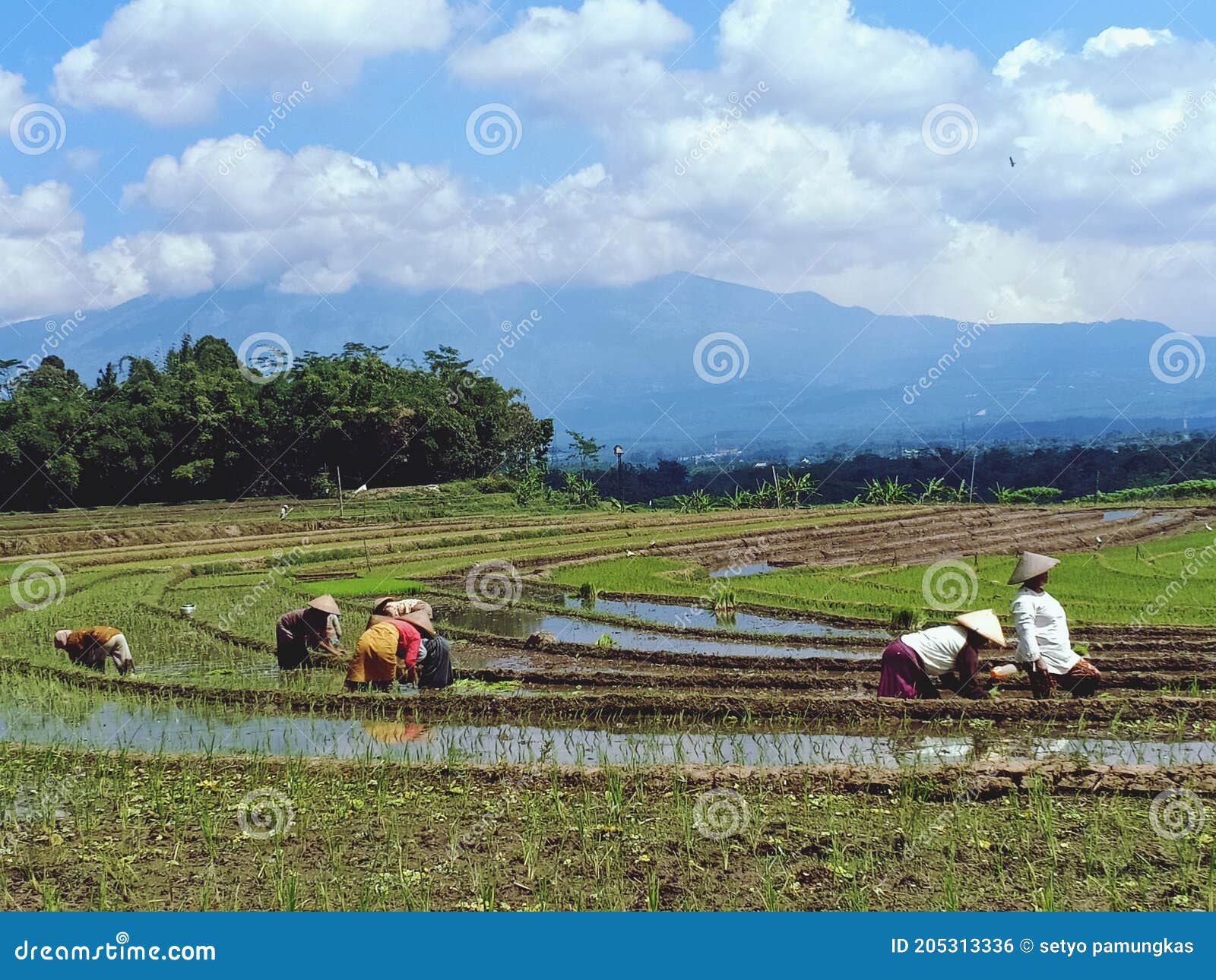 Rice field and work hard editorial photo. Image of hard - 205313336