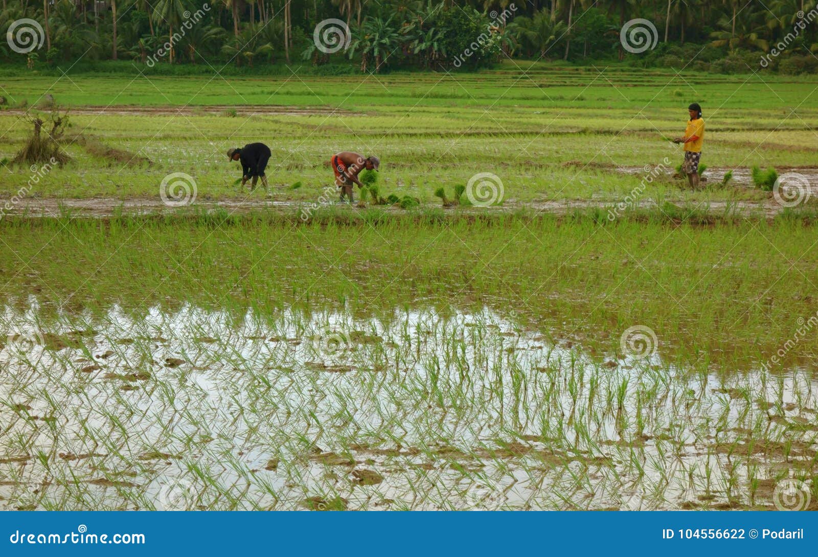 Rice field work editorial photography. Image of outdoor - 104556622