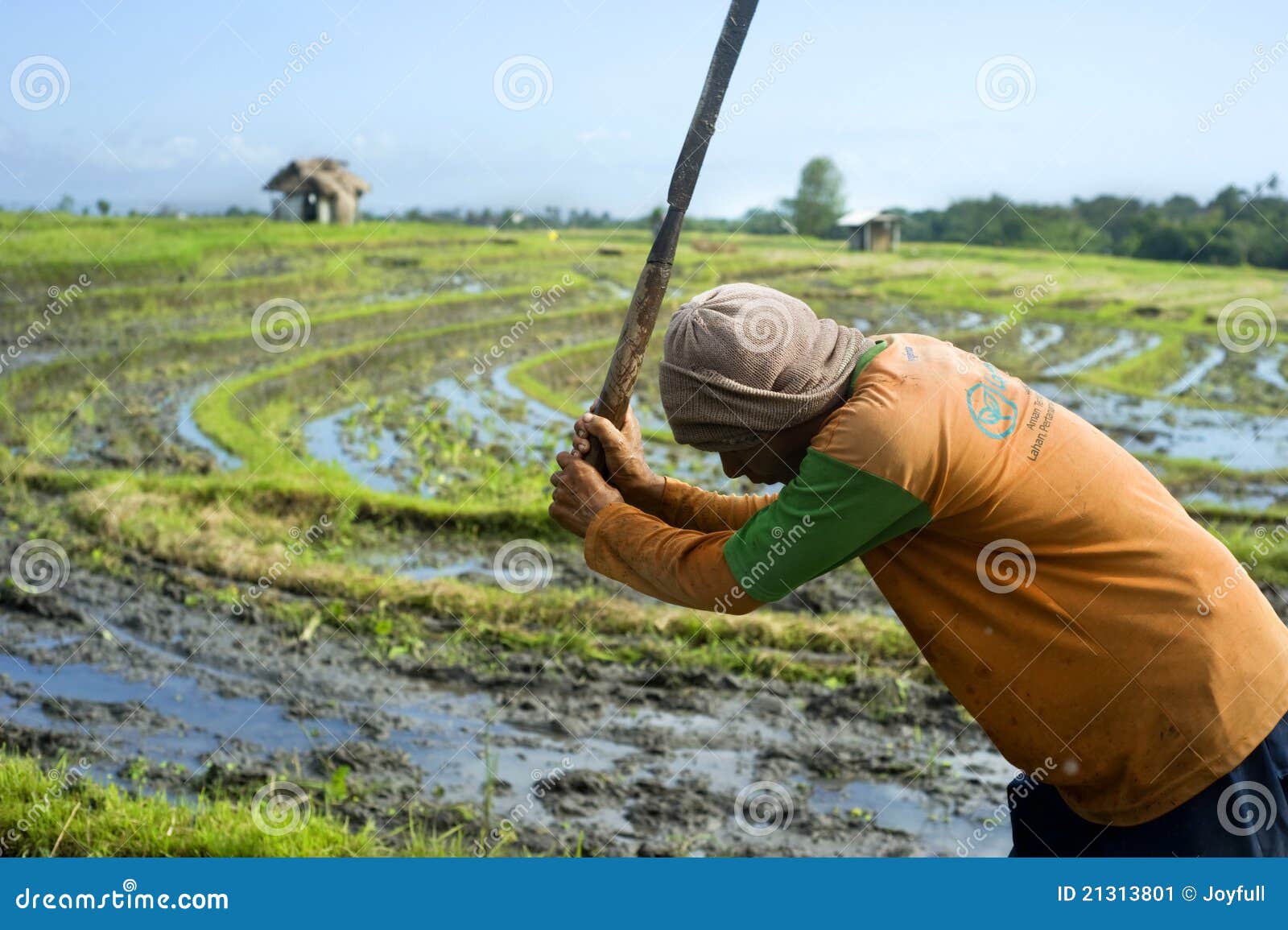 Rice field worker editorial photo. Image of crop, farmer - 21313801