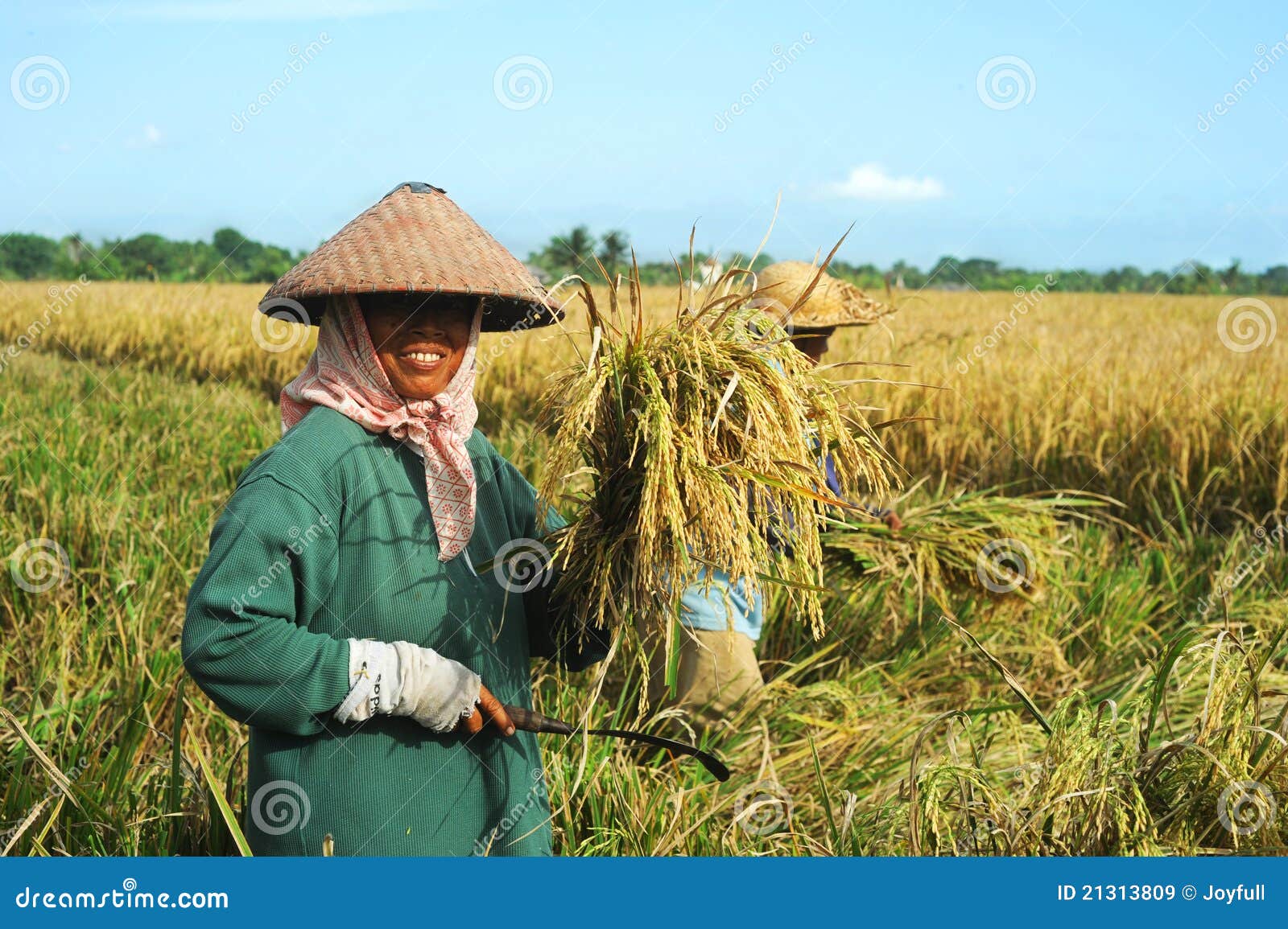 Rice field worker editorial stock image. Image of asian - 21313809
