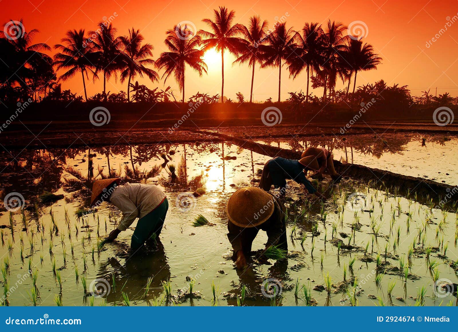 Rice field worker stock photo. Image of morning, worker - 2924674