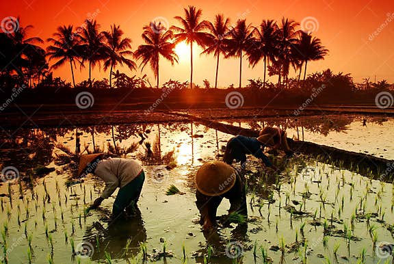 Rice field worker stock photo. Image of morning, worker - 2924674