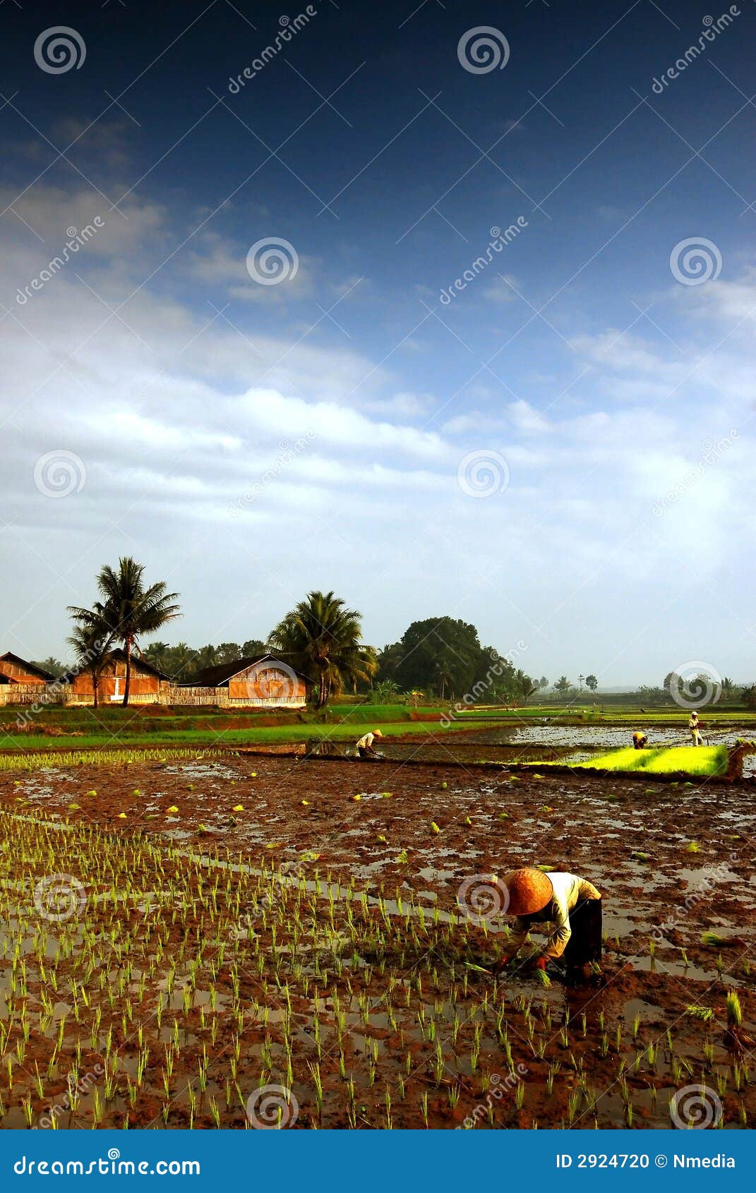 Rice field worker stock photo. Image of farm, industries - 2924720