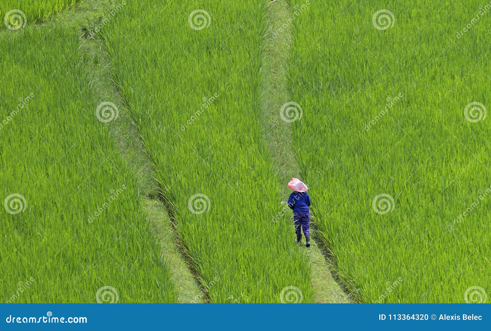 Rice field worker stock photo. Image of asian, jatiluwih - 113364320