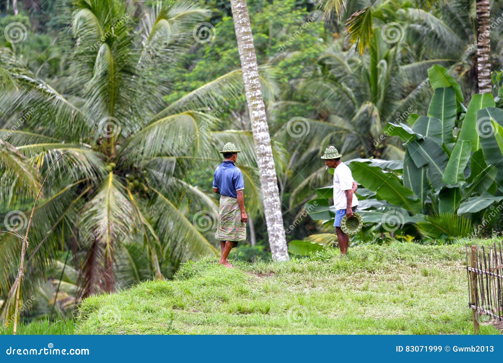 RICE FIELD WORKER in BALI editorial stock image. Image of fence - 83071999