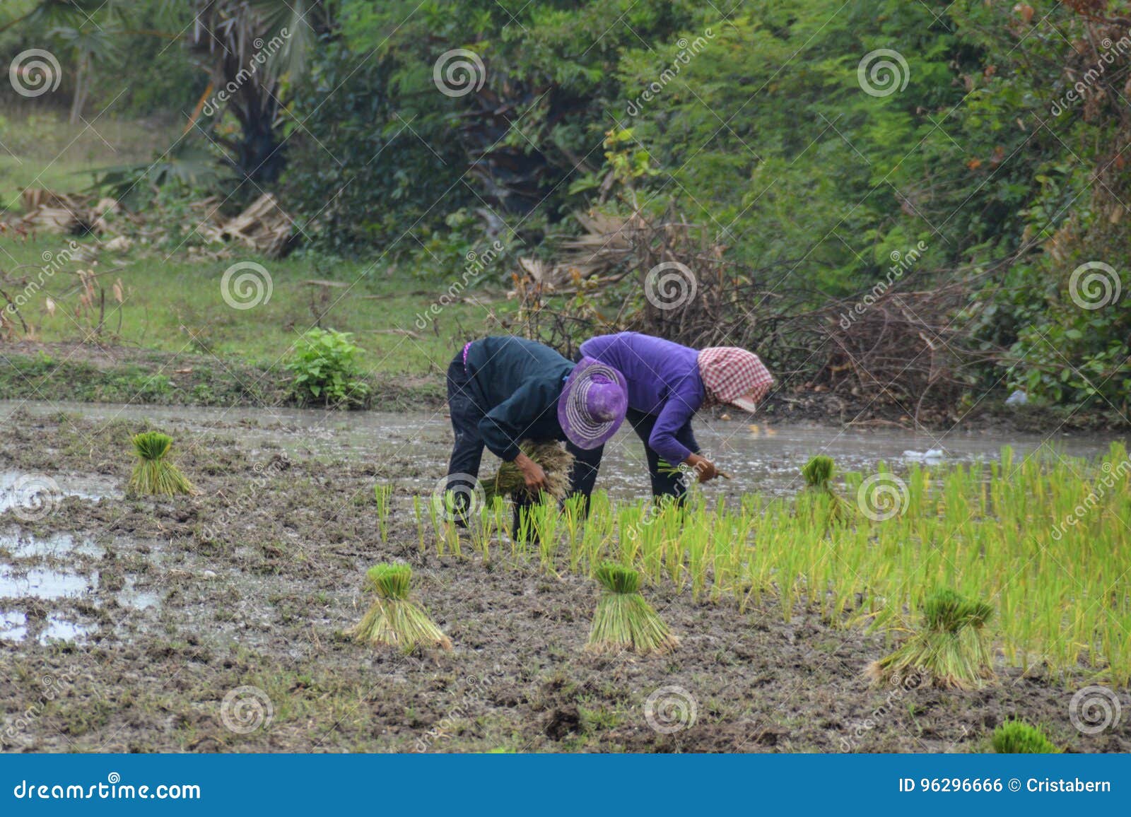 Rice field worker editorial photo. Image of worker, field - 96296666