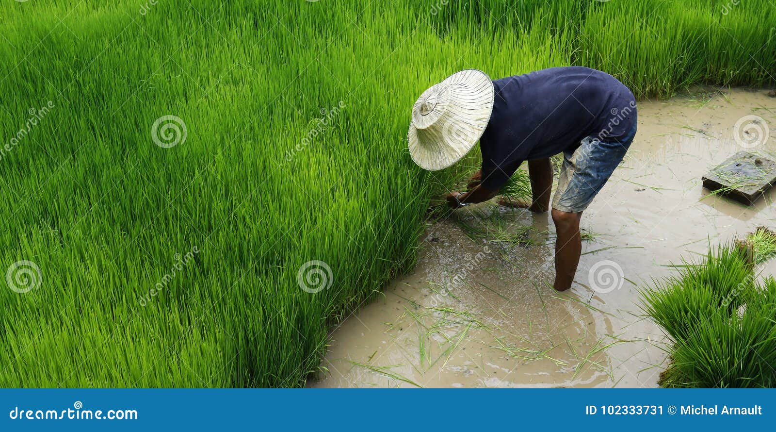 Rice field worker stock image. Image of farming, nature - 102333731