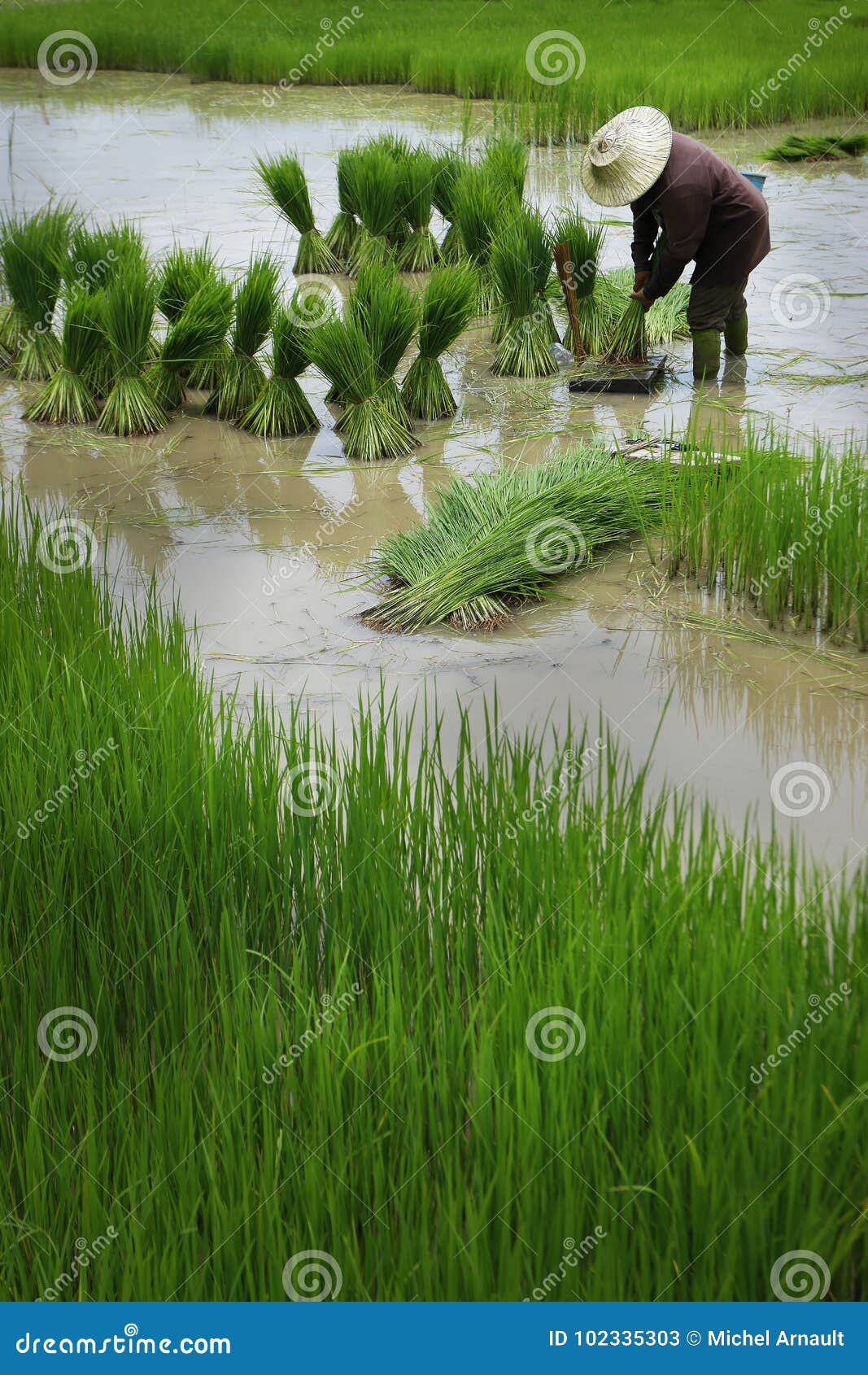 Rice field worker stock image. Image of farmer, cambodia - 102335303