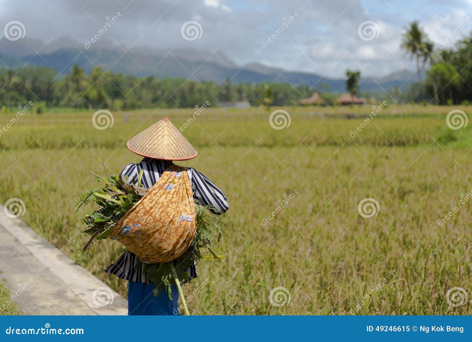 Rice Field Worker Walking at Paddy Field Stock Image - Image of asian ...