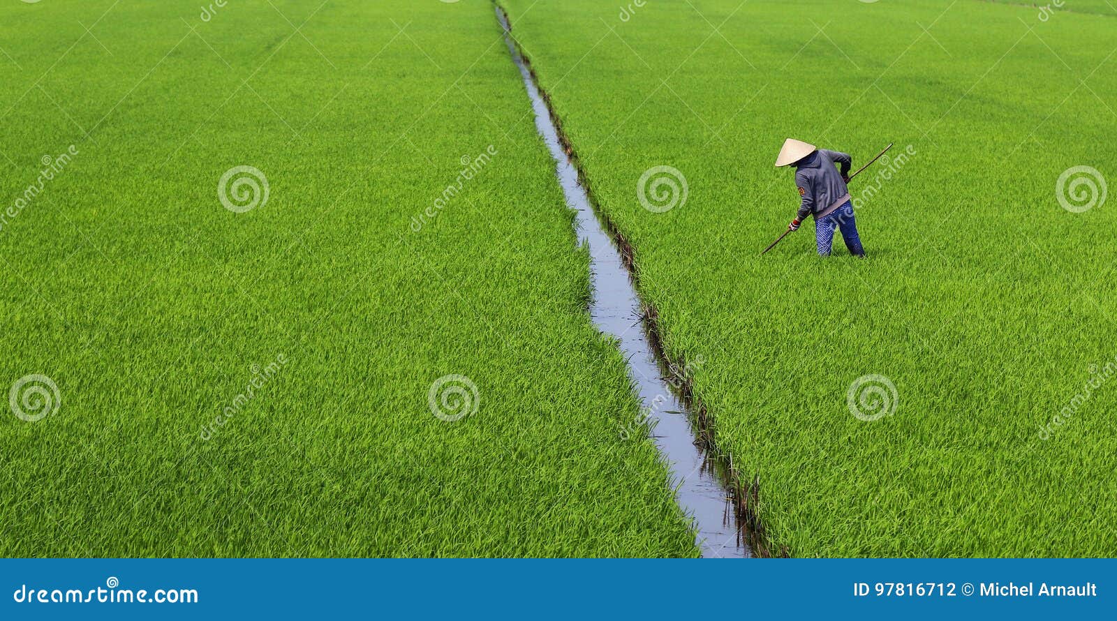 Rice field worker editorial photography. Image of farmer - 97816712